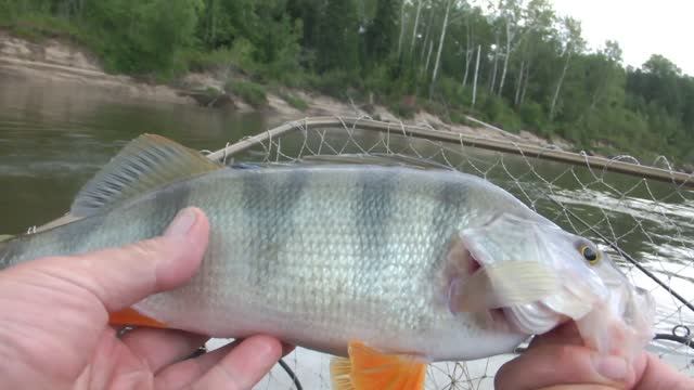 Попали на стаю гиганских окуней...