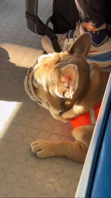 Французский бульдог