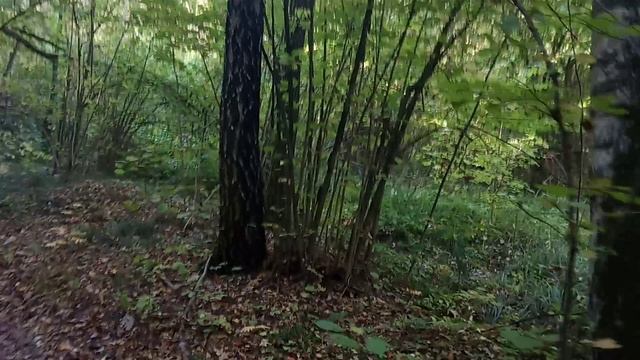 Поход в лес за грибами в солнечный день