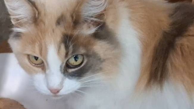 Обрезаю большую яблоню, сажаем чеснок на зиму, жизнь на даче.