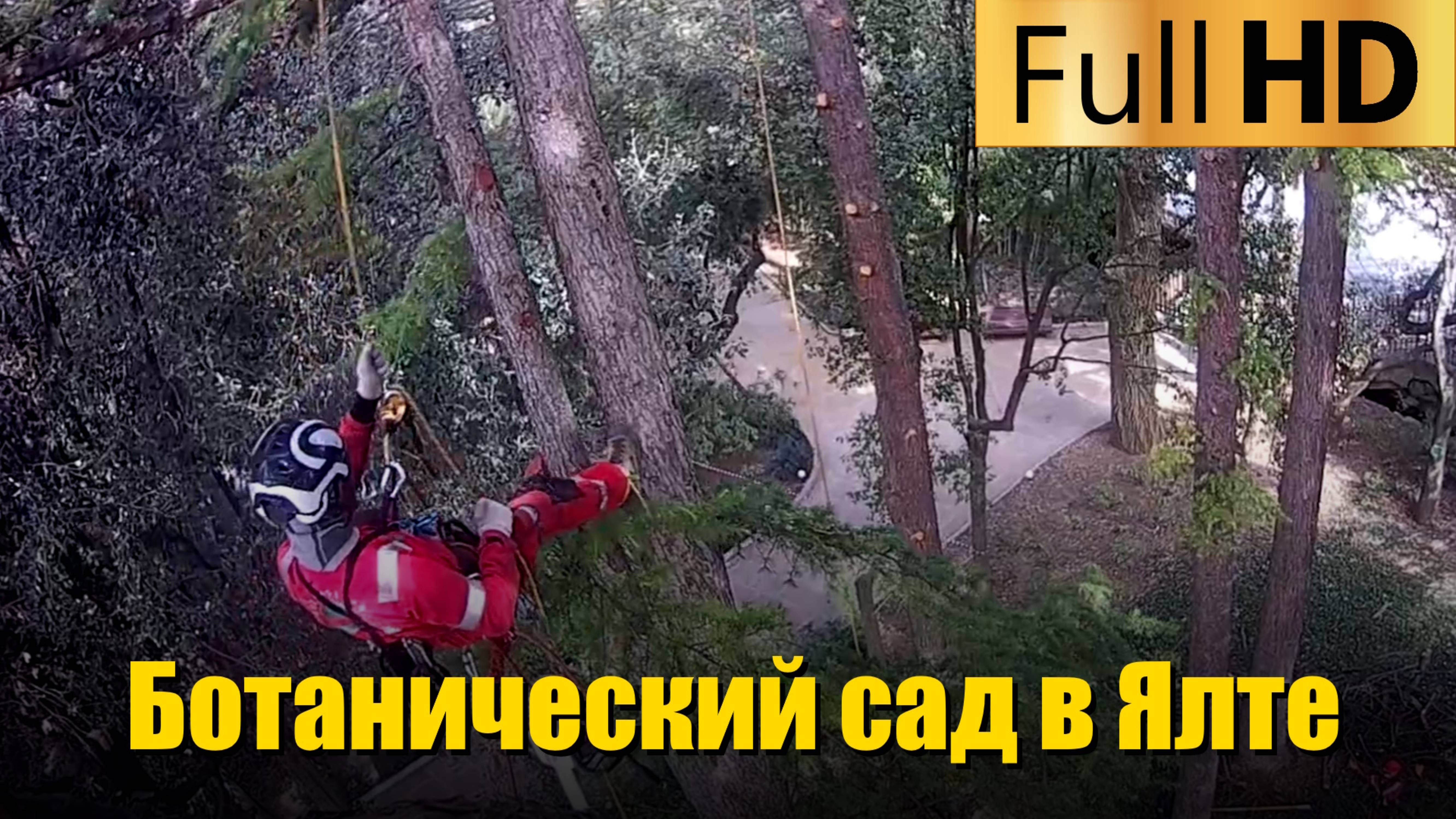 Обрезка деревьев в Никитском ботаническом саду в Ялте | Часть 2