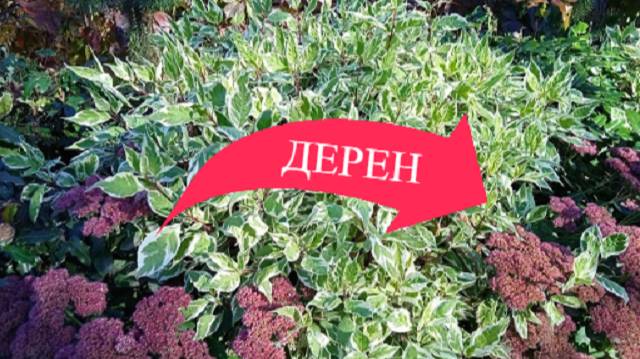 Дерен вариегатный: в чем плюсы от выращивания декоративного кустарника