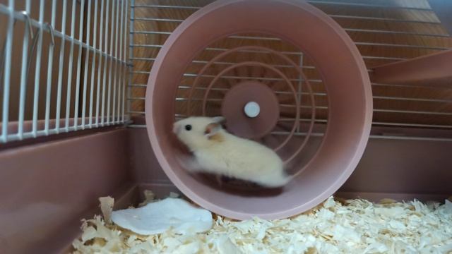 Хомяк бежит в колесе