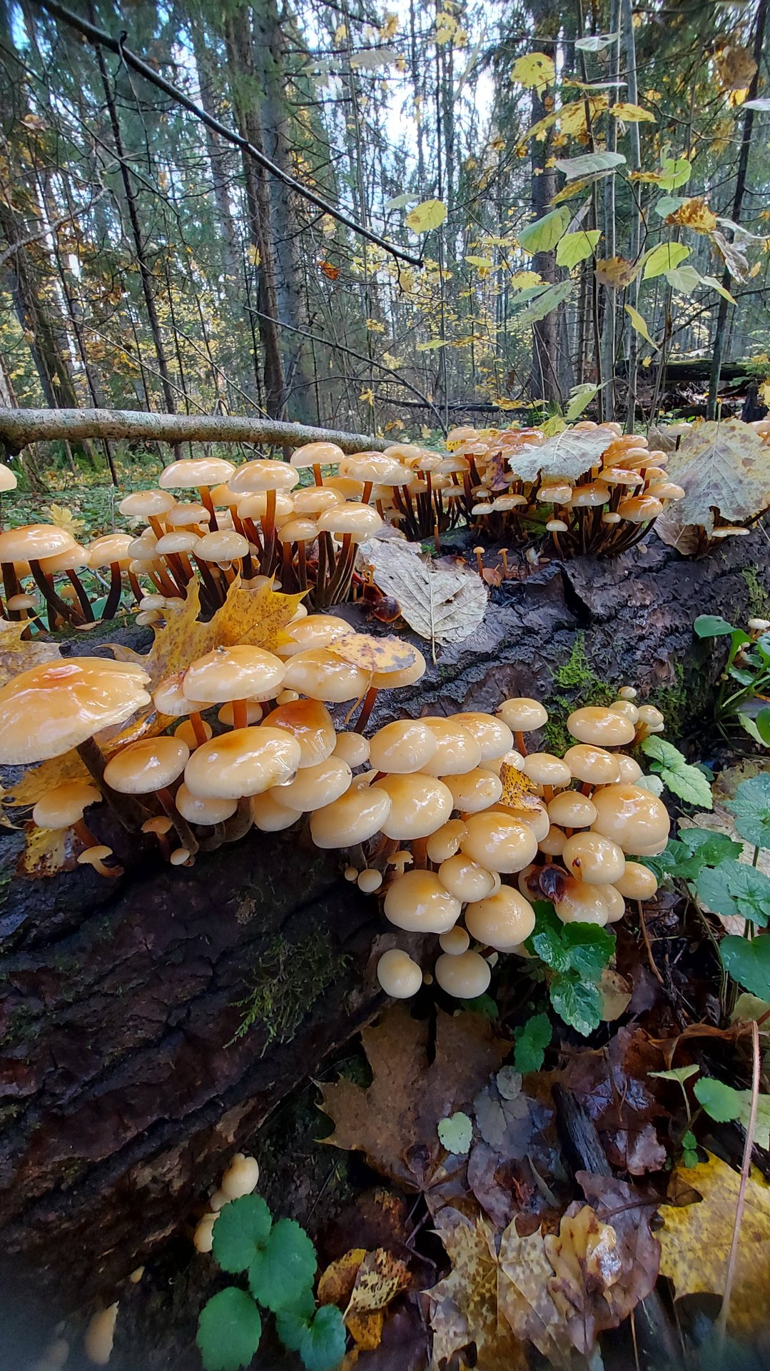 💥Весь лес в грибах🍄Зимние Опята заполонили Подмосковье👉Миллион 👍лайков!!! 🍂Октябрь 2025🍁