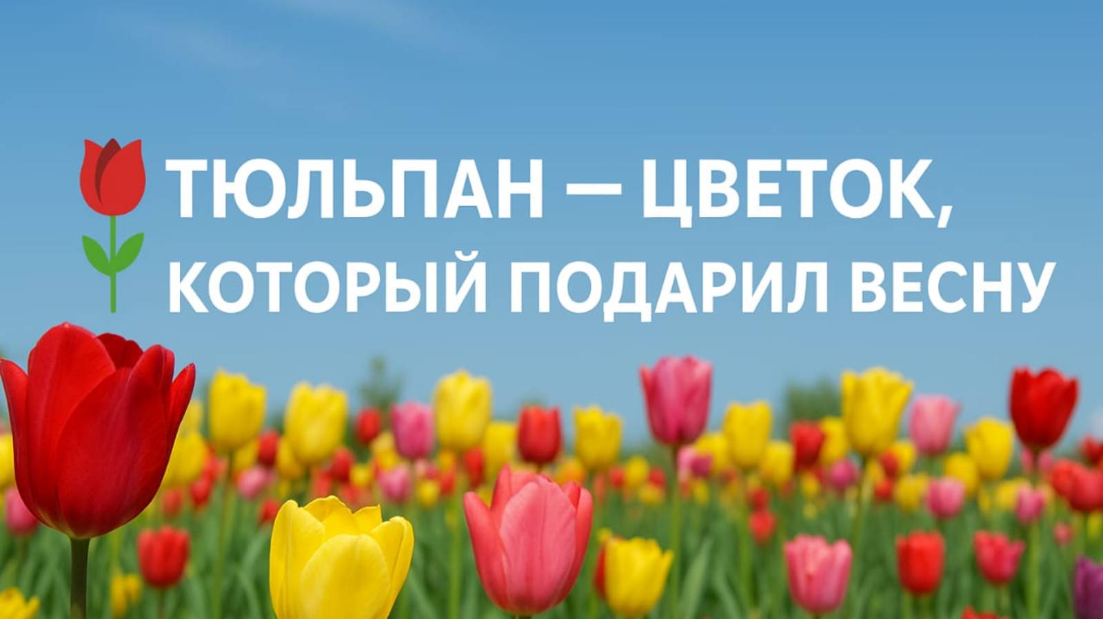 Тюльпан - цветок, который подарил весну