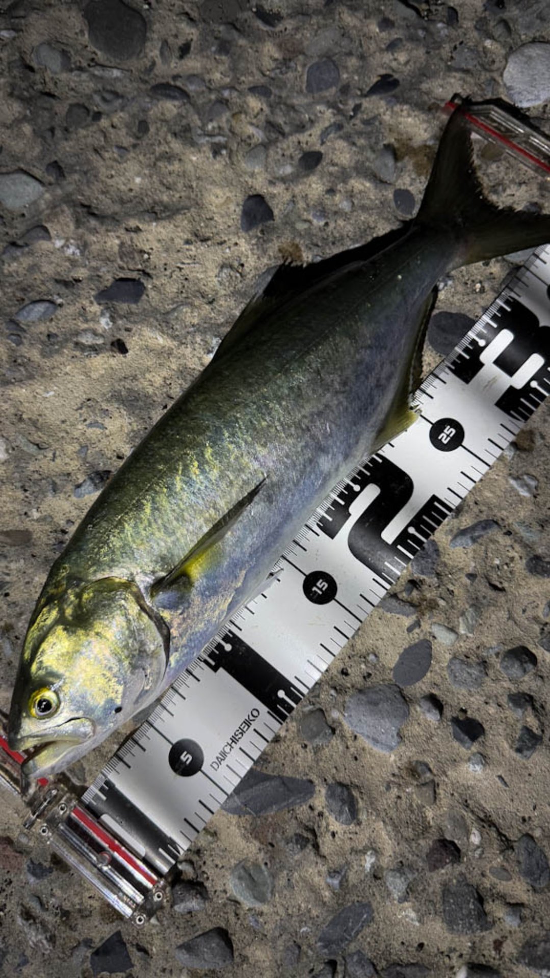 Хороший луфарь на воблер! Чёрное море.