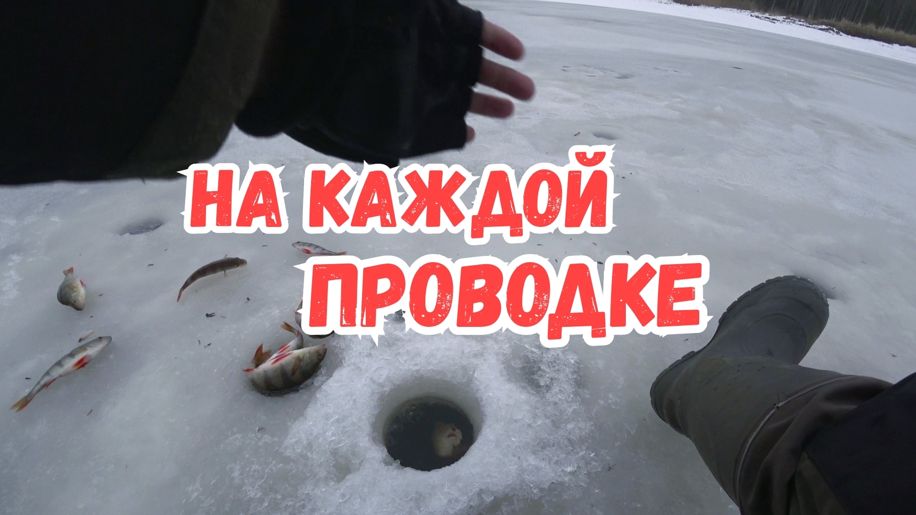 Окунь на каждой проводке - крупная безмотылка