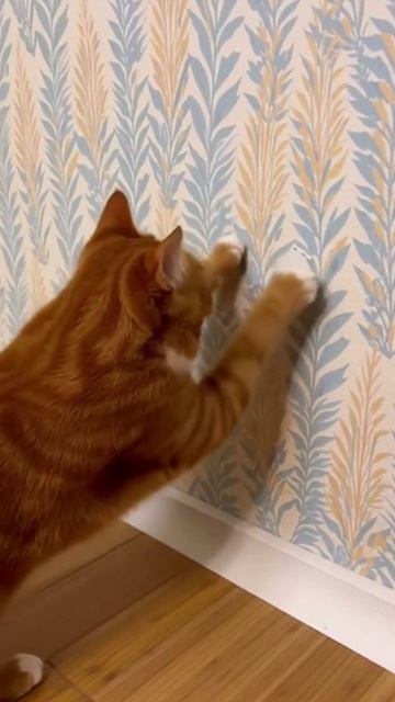 Джонни Кэтсвил тестирует новые обои | Приключения кота-экстремала #4