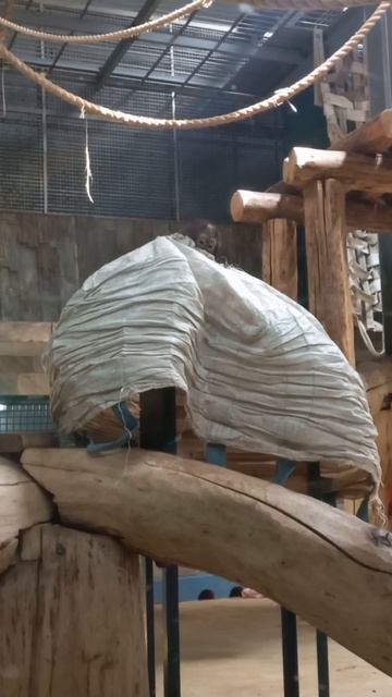 Орангутан малыш играет и прячется. Близкая съемка #STR