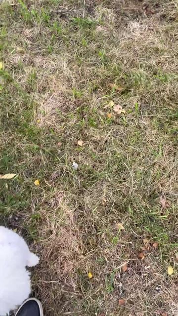 Собакам негде гулять??