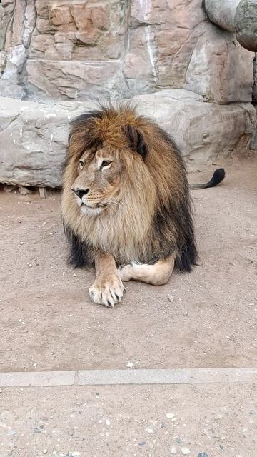 Лев Артур ругается