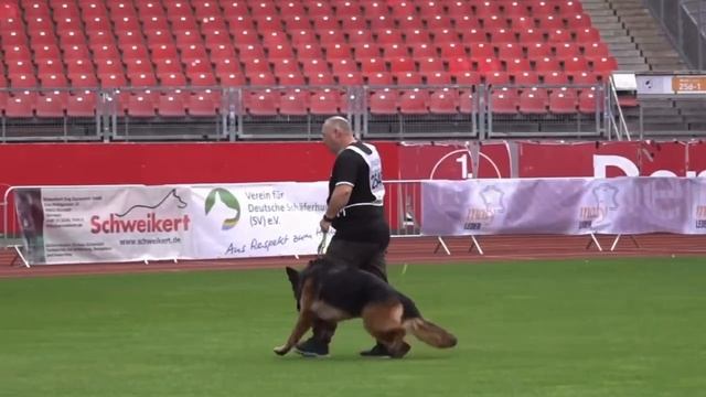 4 VA DENISE v.d. Rieser Perle +++ №2549. BZSZ 2025 немецких овчарок