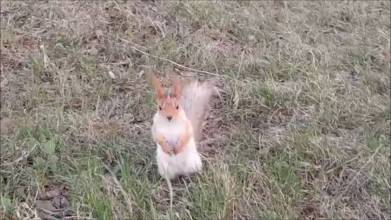 БЕЛОЧКИ-ПОСТРЕЛОЧКИ