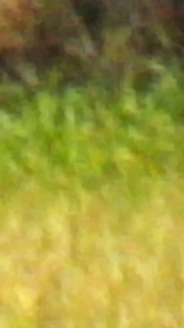 Что за рыба 🤔