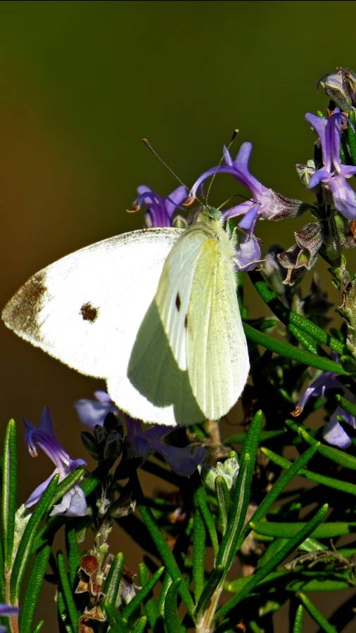 Розмарин в октябре.