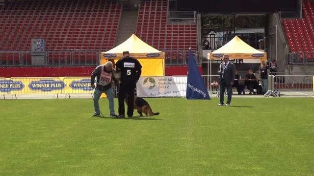 26 Отл. EILA v. Melanchthon №2027. BZSZ 2025 немецких овчарок