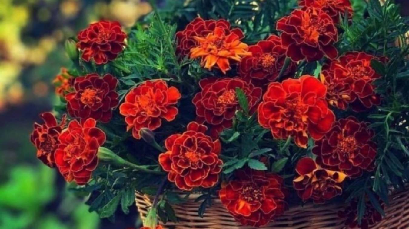 Отважные ОВНЫ. 🔥🔥🔥 Ваш таро-прогноз на ноябрь 2025 год. ✨✨✨