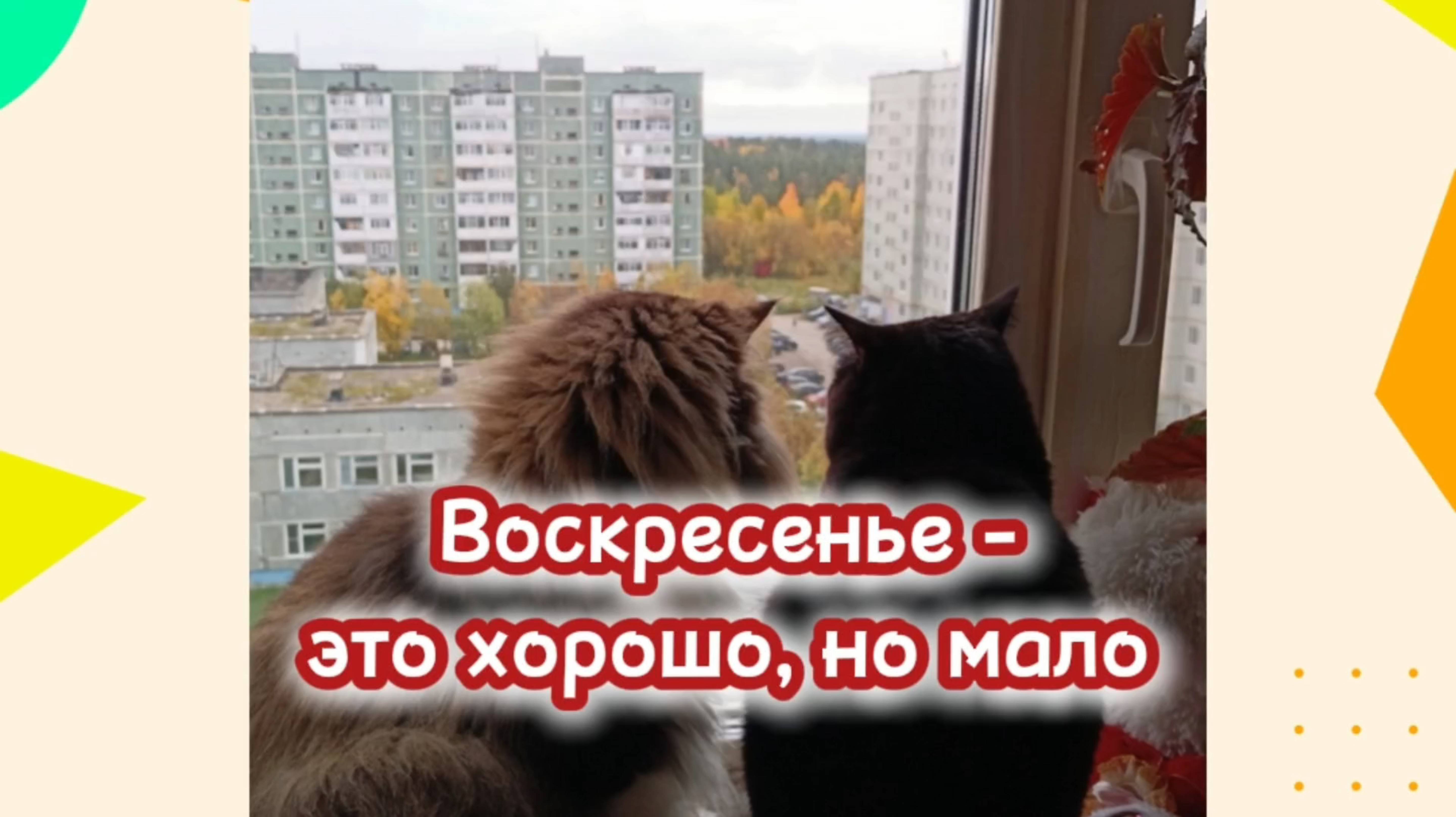 Кошки с озвучкой.