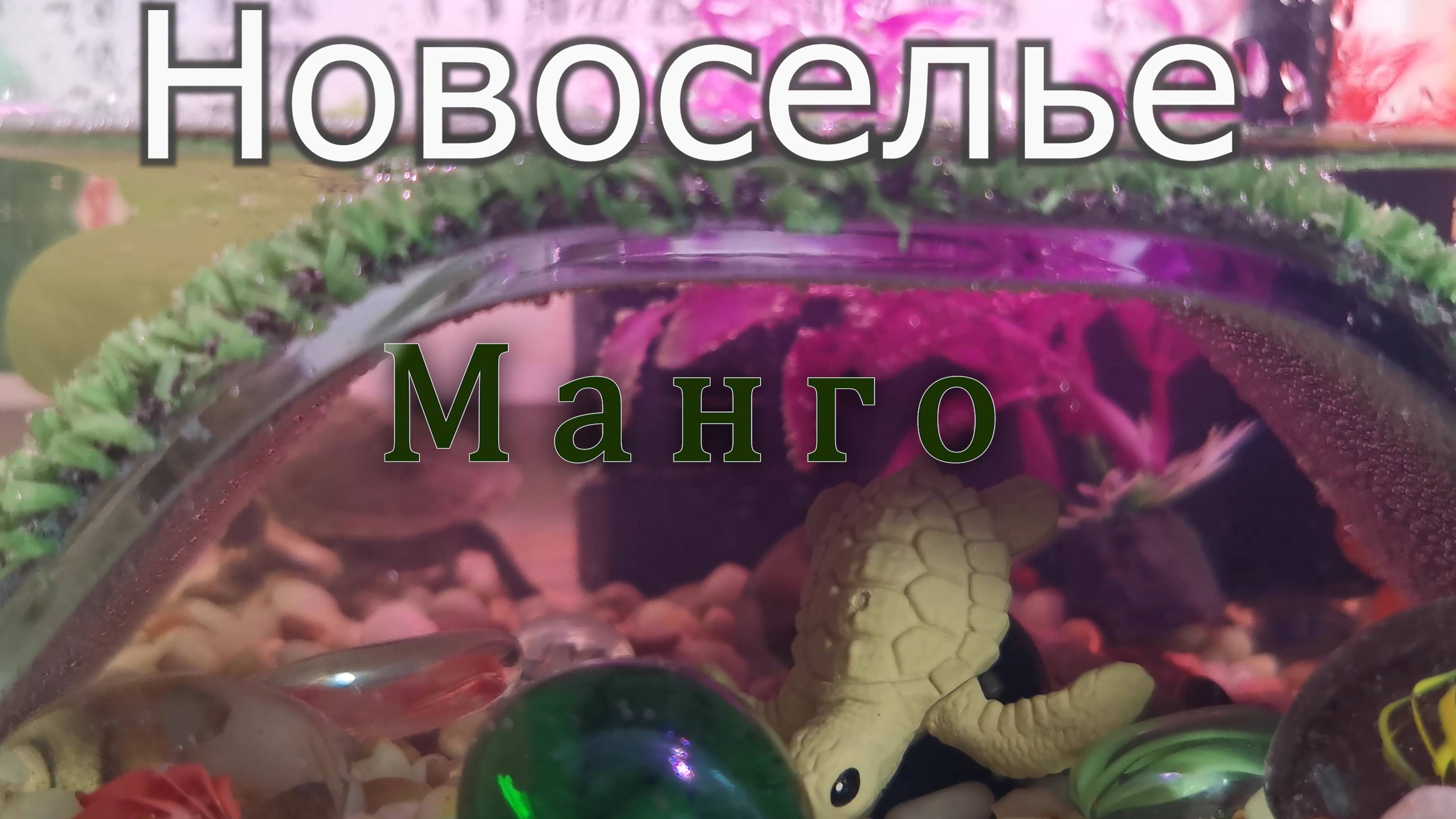 Новоселье у красноухой черепашки Манго