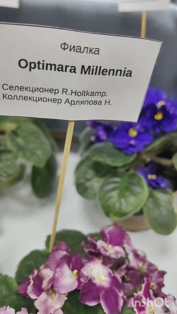 Фиалки.Выставка цветов в Иркутске октябрь 2025 года ч.2