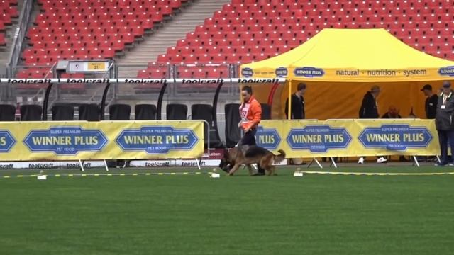 13 Отл. QUENNY di Casa Beggiato №2052. BZSZ 2025 немецких овчарок