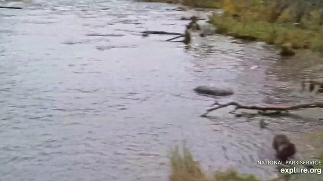 Медвежата-колобки пришли рыбку поймать- сезон заканчивается