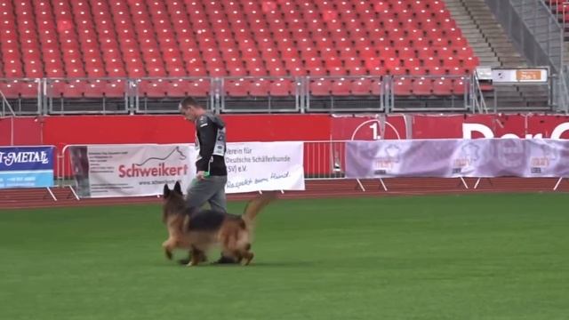 снят c изв. TIVA v.d. Brandung - №2560. BZSZ 2025 немецких овчарок