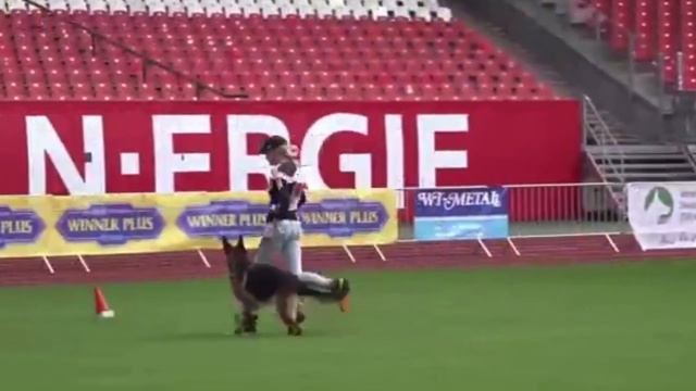 1 Отл. Zandamor GENIA №2157. BZSZ 2025 немецких овчарок