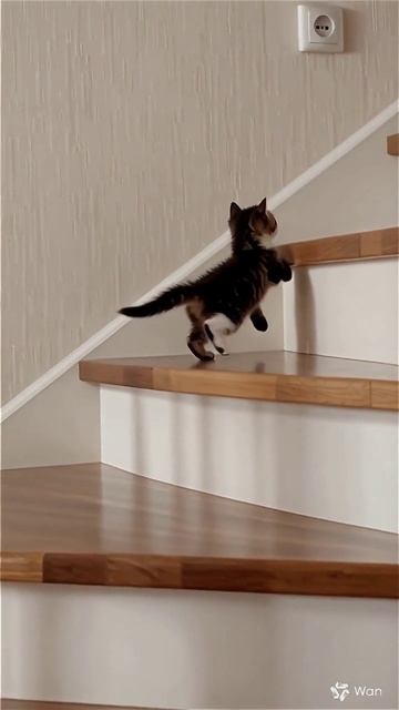 #AI #ИИ #няшки #cat #релакс #котик #котятамилота #котята