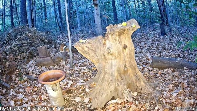 Серая лиса пришла поужинать