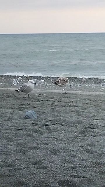 Чайки, Адлер