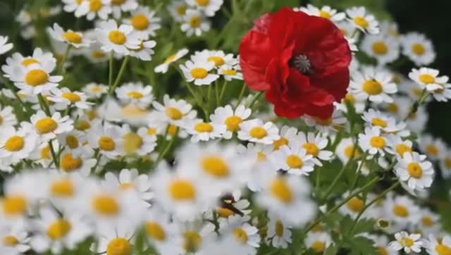 ≪МОЯ ДЕРЕВНЯ≫ БАМ Таксимо Татьяна Шаманская. АВТОРЫ: П.Толмачёв. Исп. ансамбль ≪ЗНАКОМЫЕ СЮЖЕТЫ≫