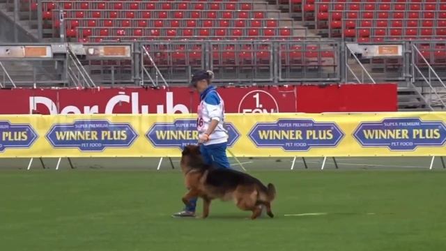 66 Отл. HONEY MOON Sinergy Dog №2146. BZSZ 2025 немецких овчарок