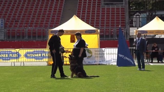 16 Отл. OXANA v.d. Kurtenhardt +++ №2557. BZSZ 2025 немецких овчарок