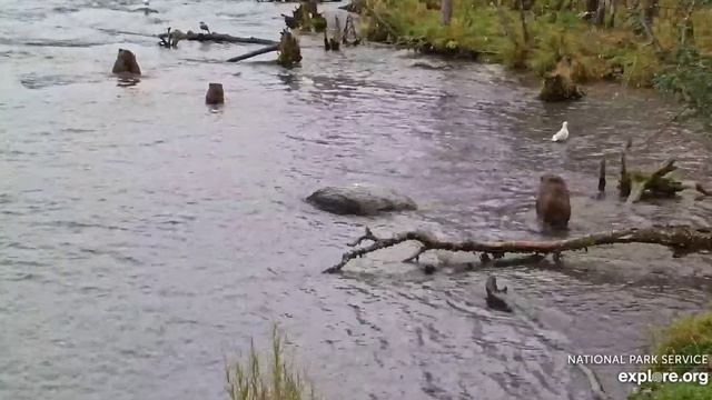 Медвежонку повезло-нашел приличный кусок рыбы