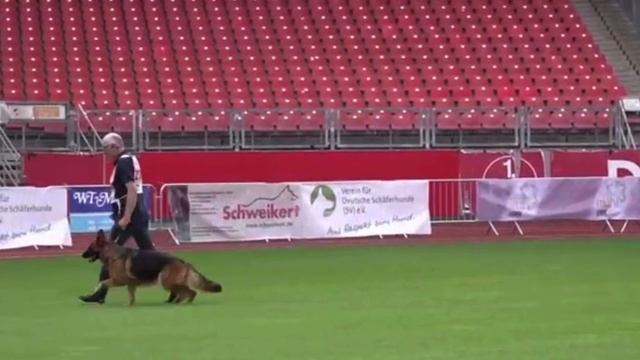 17 Отл. MILLA v.d. Burg Reichenstein №2125. BZSZ 2025 немецких овчарок