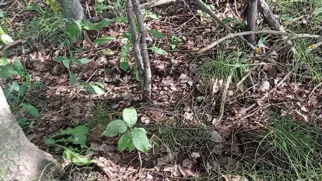 🍄Грибная пора🍄Подберёзовики и подосиновики 🍄