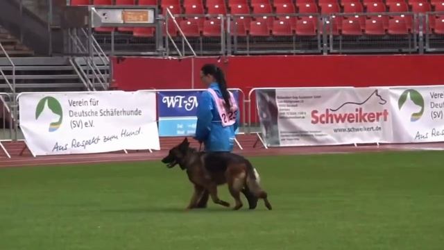 28 Отл. GAMBA v. Gebenbacher Land №2123. BZSZ 2025 немецких овчарок