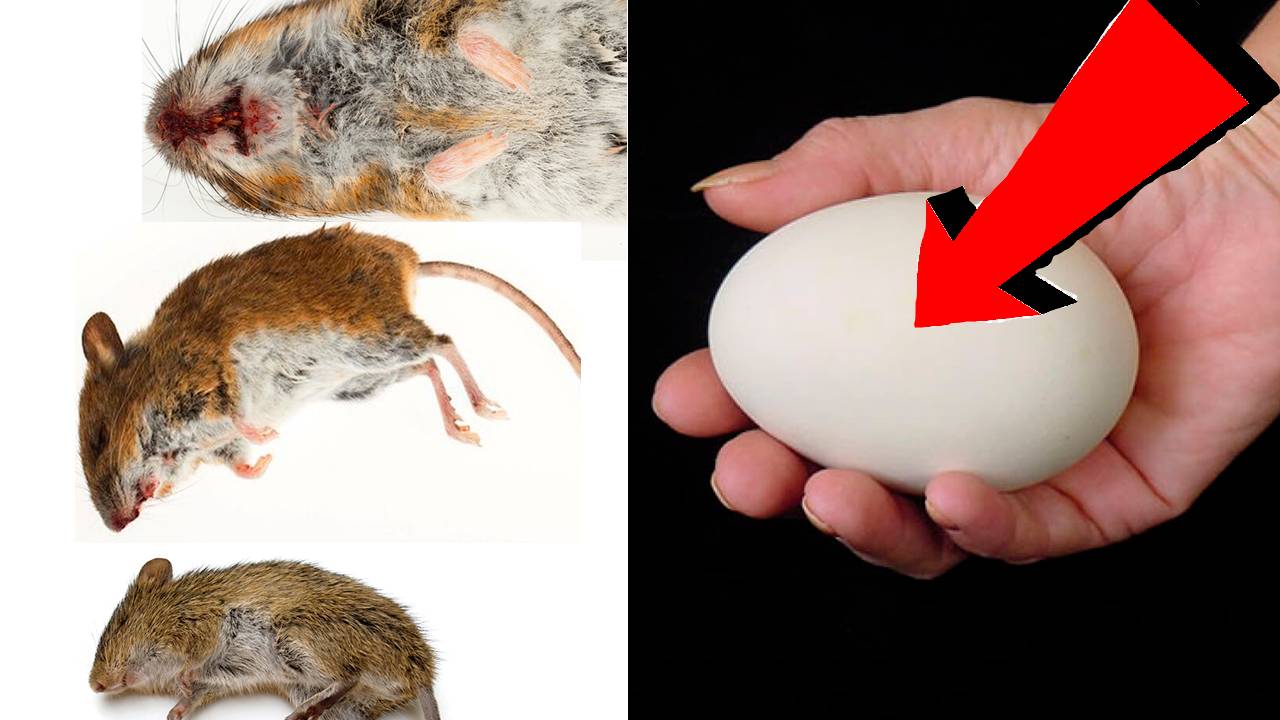 Как избавиться от мышей За 3 Секунд!!!!!!!!!!