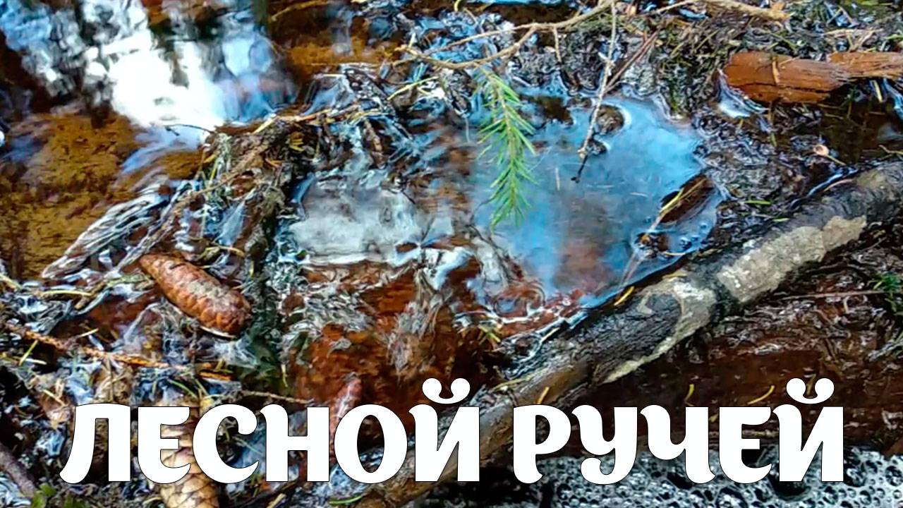 Лесной ручей