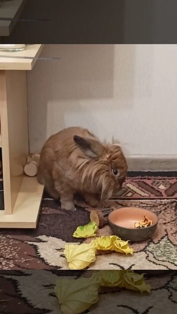 Банникула умывается