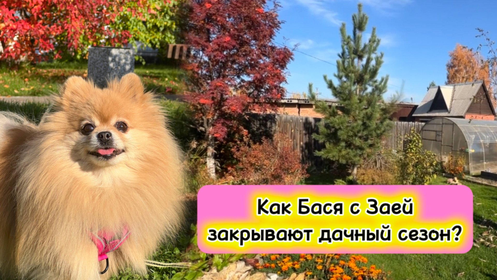 Как Бася и Зая закрывают дачный сезон?