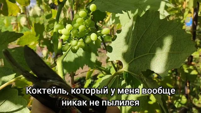 Виноград в Калужской обл. Работы после сбора урожая. 21.09.25г.