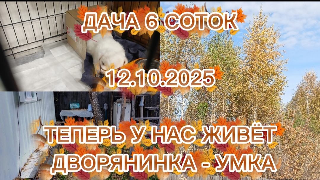 ДАЧА 6 СОТОК/ЗАЩИТИЛИ МОЛОДЫЕ И ВКУСНЫЕ САЖЕНЦЫ ОТ ГРЫЗУНОВ И МОРОЗОВ/ЗАБРАЛИ БЕЗДОМНОГО ЩЕНКА ДОМОЙ