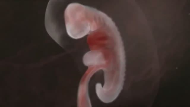 Развитие малыша в утробе мамы2