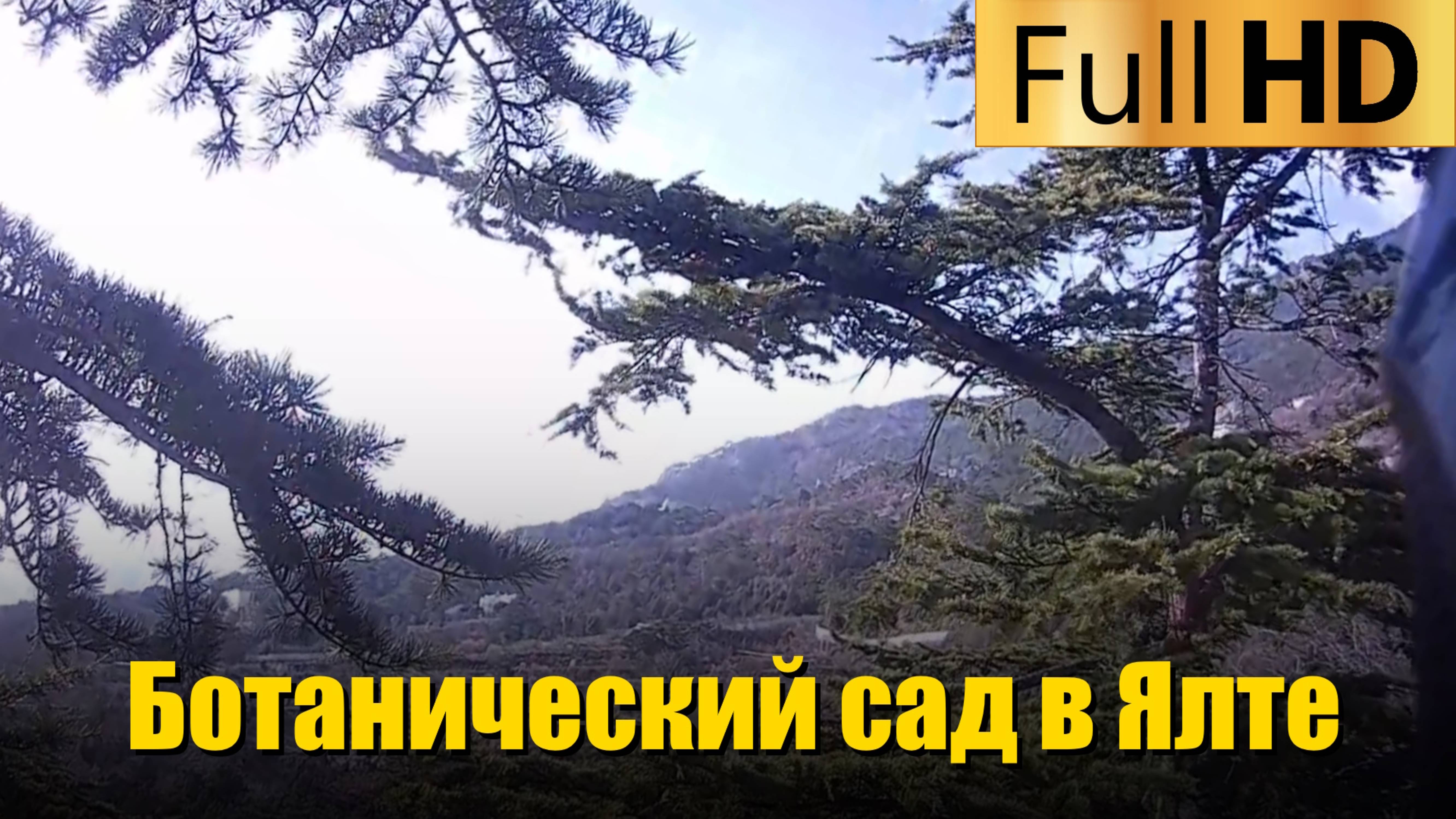 Приводим в порядок деревья в Никитском ботаническом саду в Ялте | Часть 1