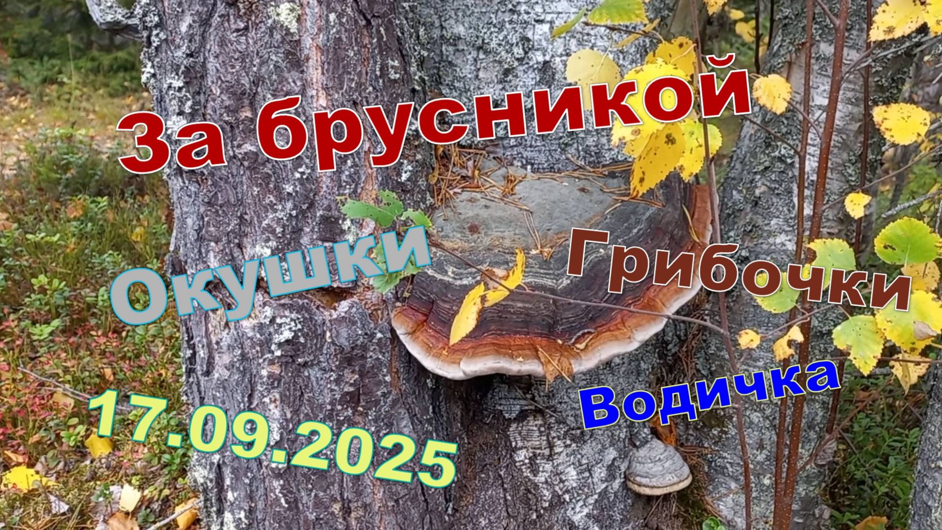 Брусника, грибочки и окушки 17.09.25. Неленьга дышит!