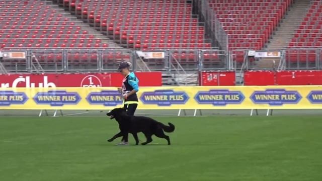 81 Отл. EVER v. Haus Ganz +++ №2061. BZSZ 2025 немецких овчарок