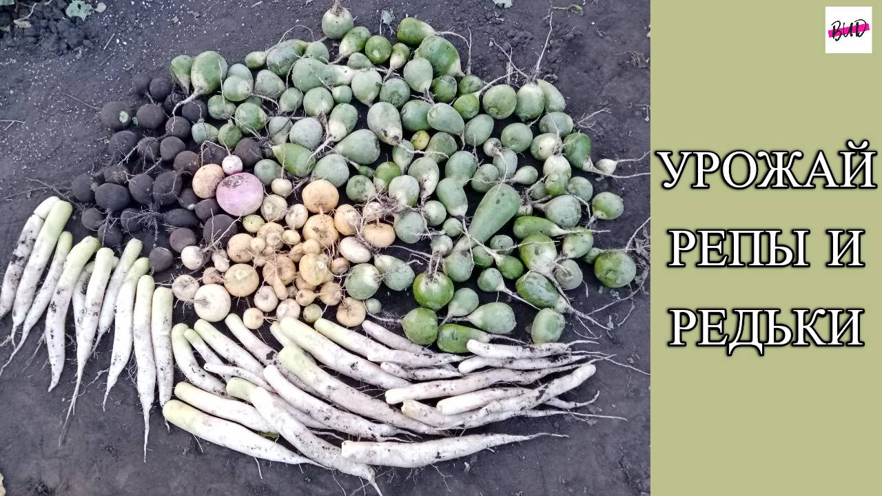 СОРТА И УРОЖАЙ РЕПЫ И РЕДЬКИ 2025.