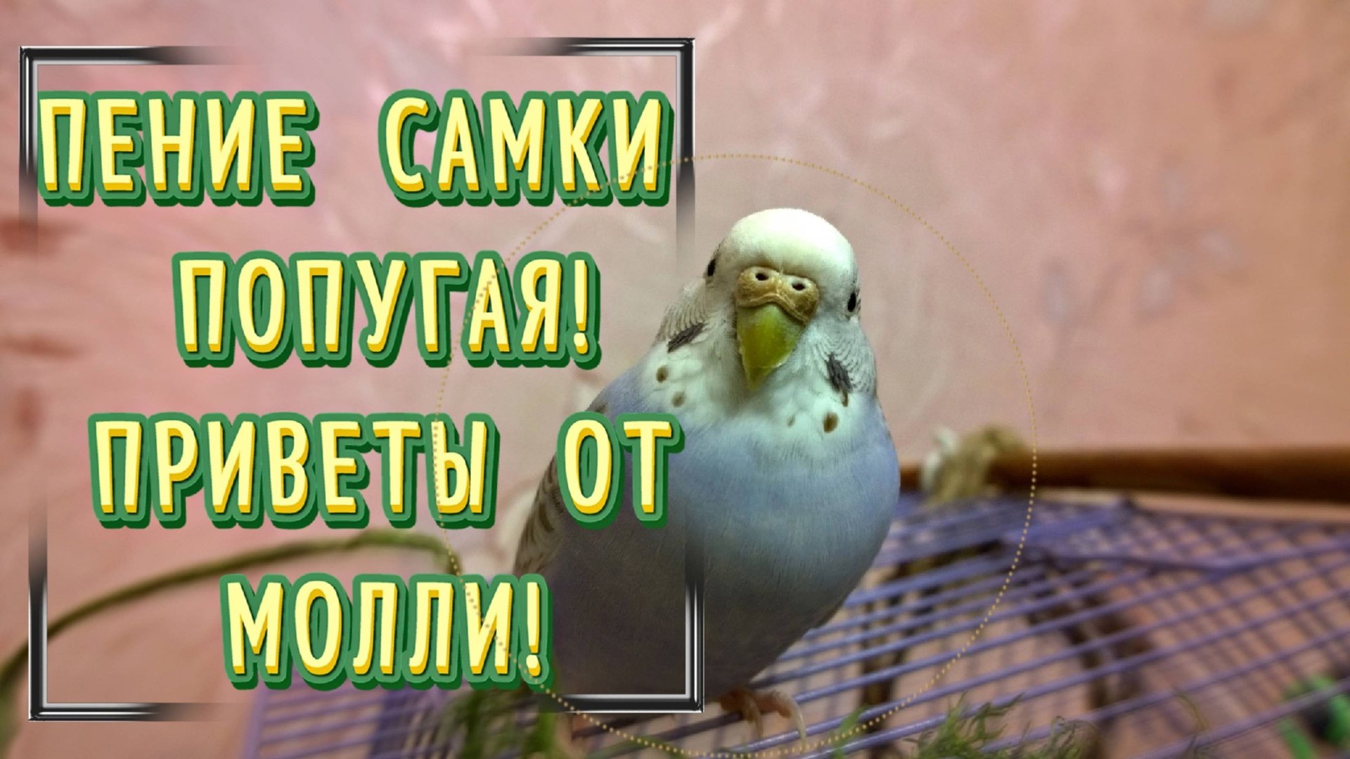 ПЕНИЕ И ЧИРИКАНЬЕ САМКИ ВОЛНИСТОГО ПОПУГАЯ